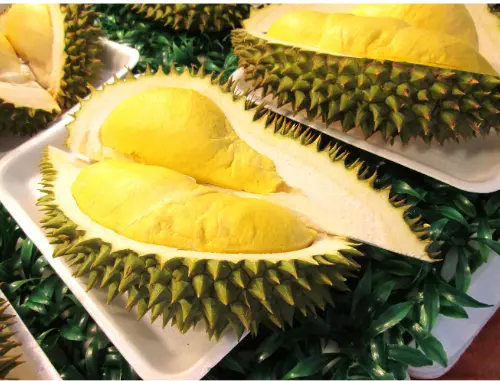 Durianasia - Durian Kajang